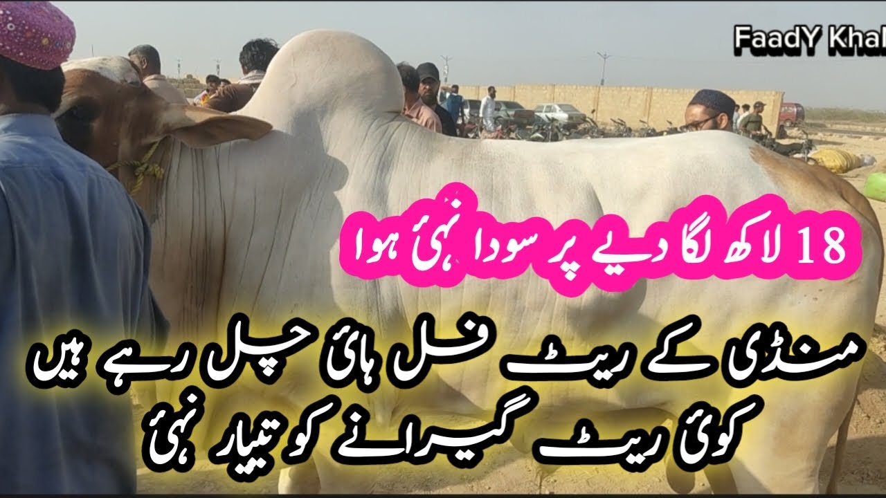 Mandi K Ret Ful High | Heavy Janwar Update | Nodran bypass 2023 | # ...