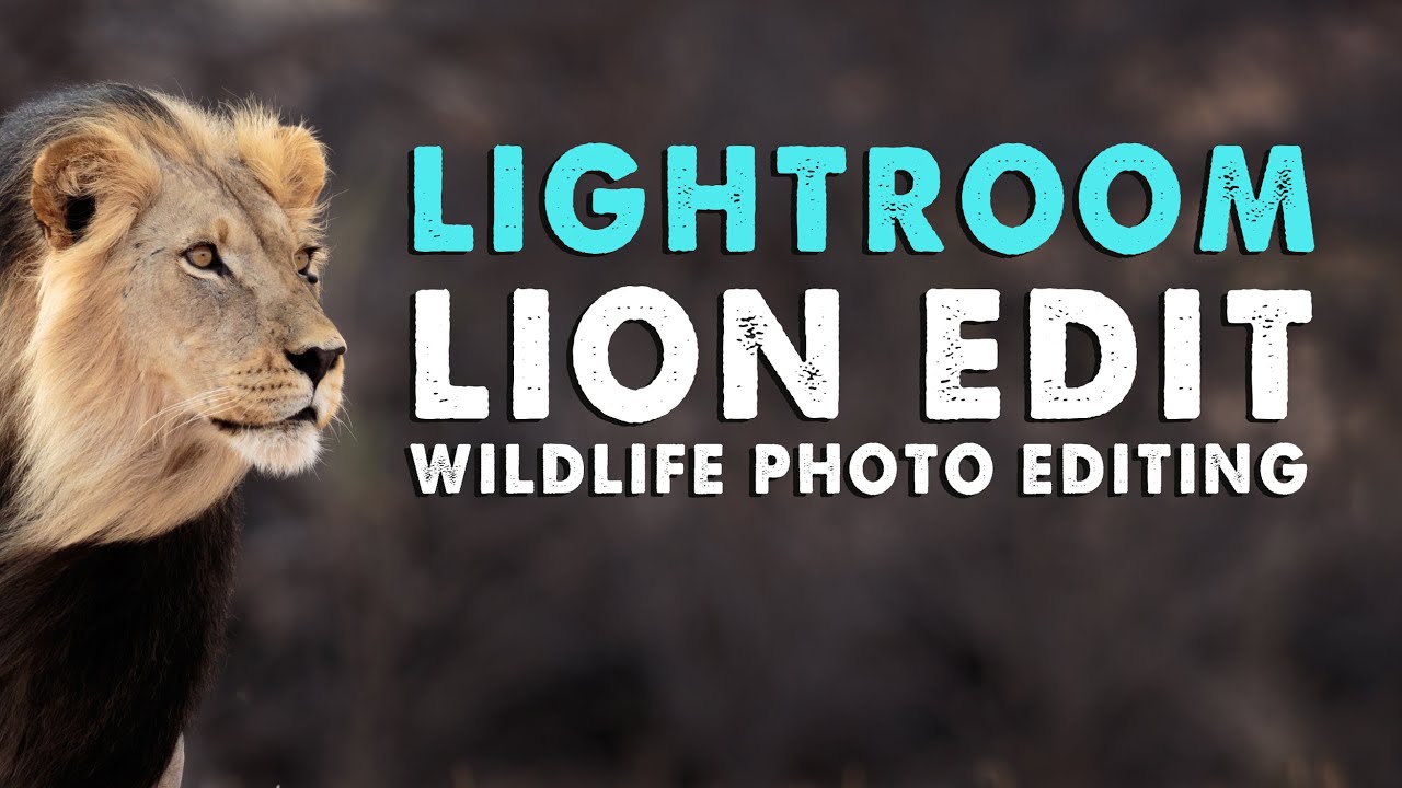 WILDLIFE PHOTO EDITING IN LIGHTROOM | KALAHARI LION - YouTube