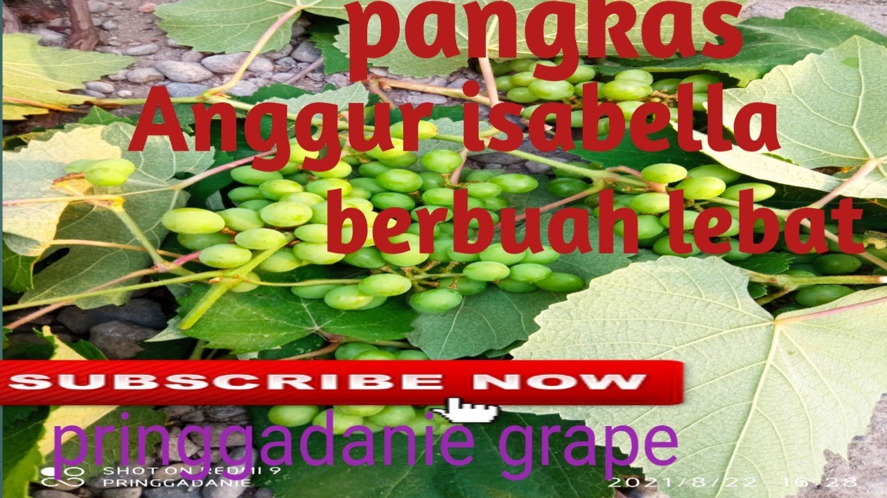 anggur isabella pangkas habis meski berbuah lebat. - YouTube