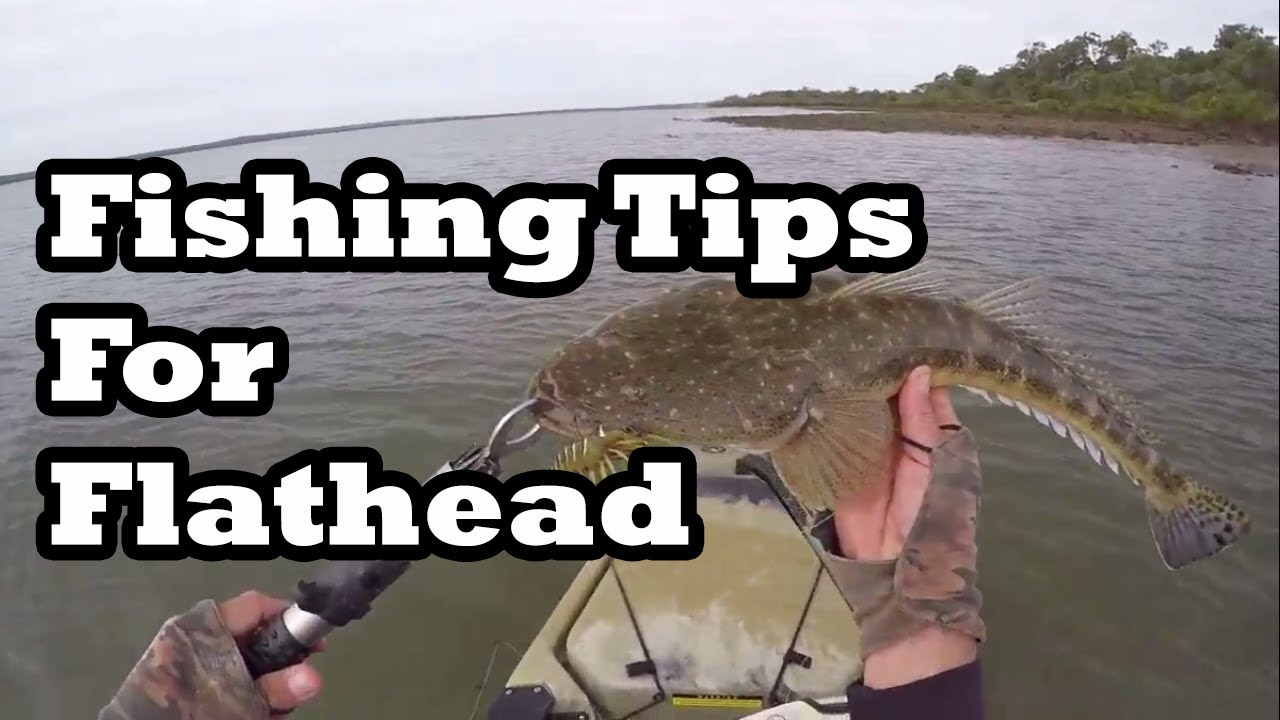 Fishing Tips and Technique For Fishing Flathead Fish - YouTube