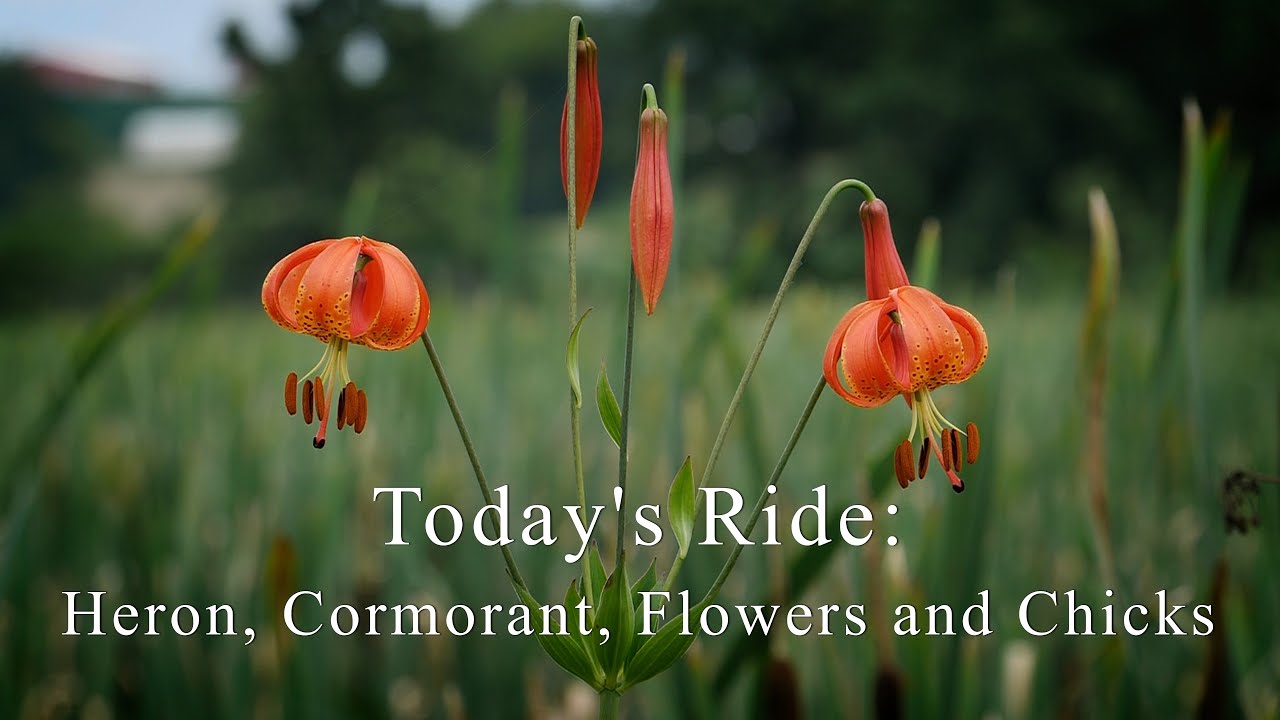 Today's Ride: Heron, Cormorant, Flowers and Chicks - YouTube