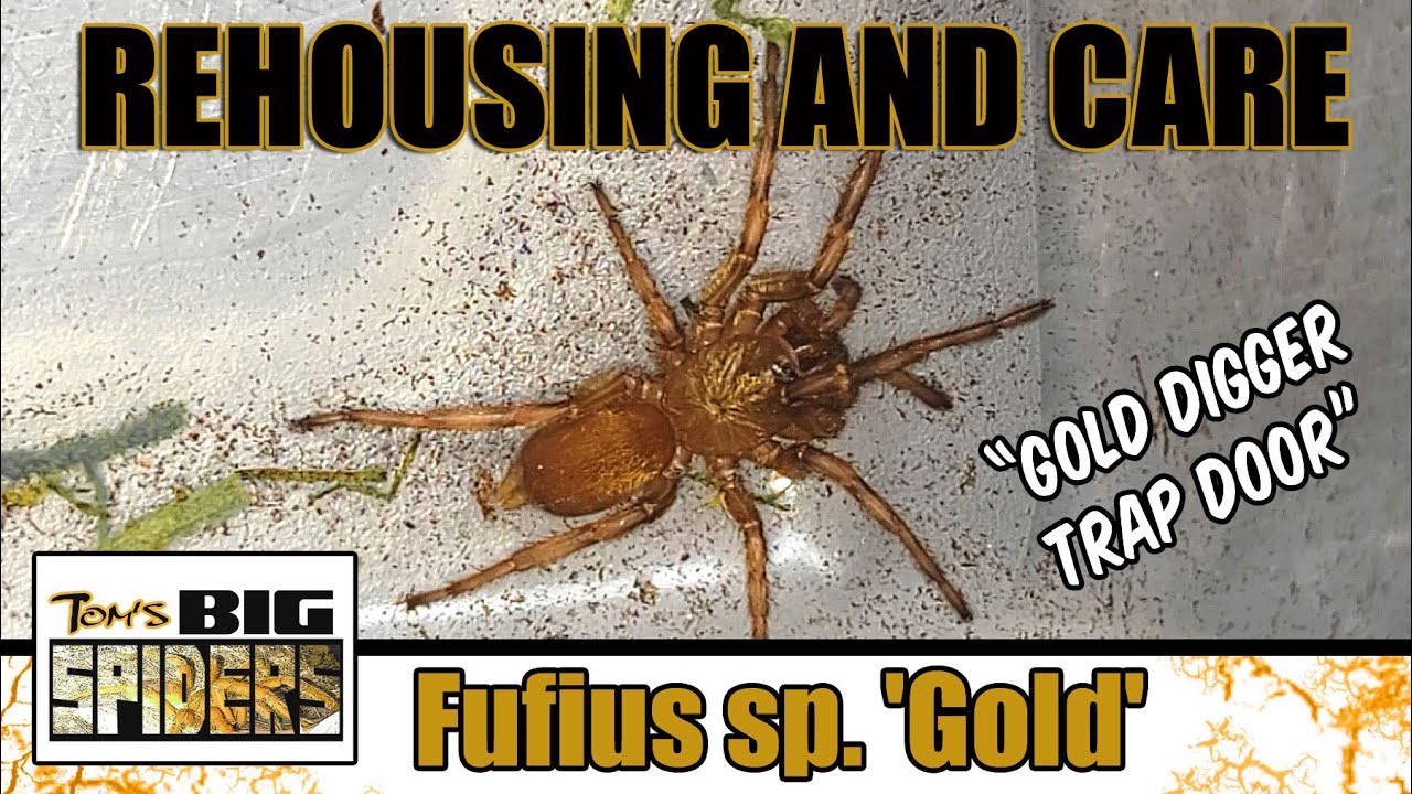 Giant Golden Trapdoor Spider