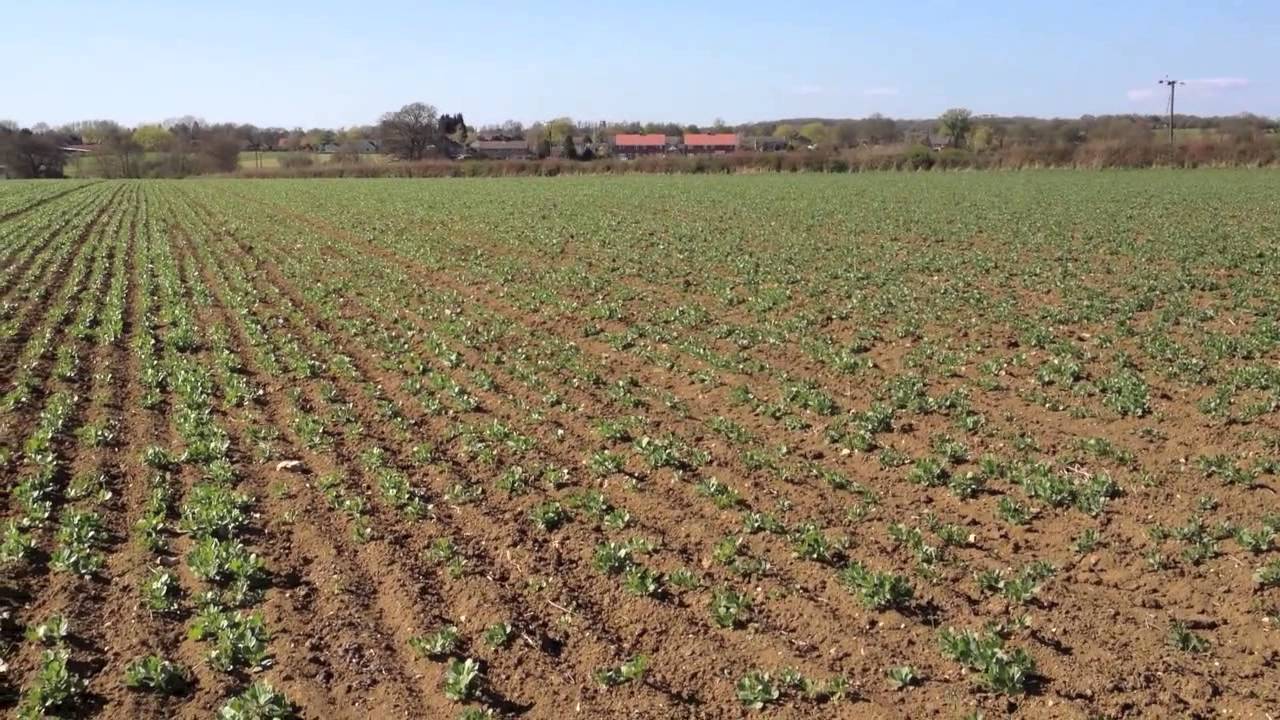 Garford Hoed Winter Beans - YouTube