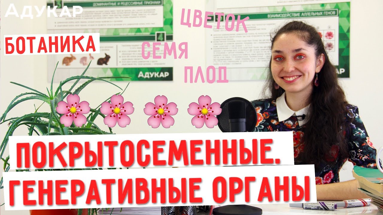 Покрытосеменные Генеративные органы растений Цветок семя плод