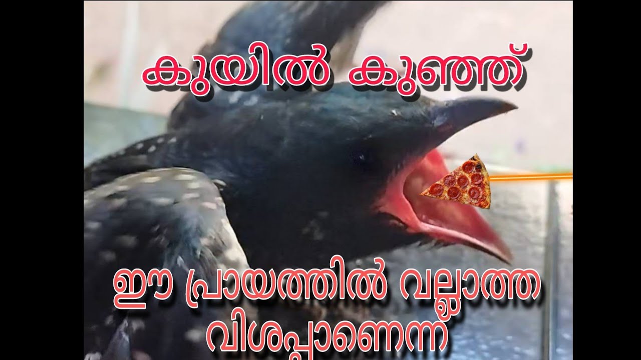 Baird feeding baby koel feeding_pulli kuyil feed baby Koel#trending # ...