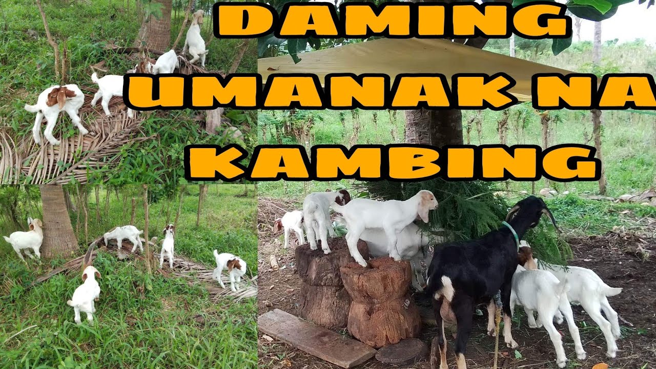 LIMANG INAHING KAMBING HALOS SABAY SABAY NA UMANAK.BIGLANG DAMI NA ULIT ...