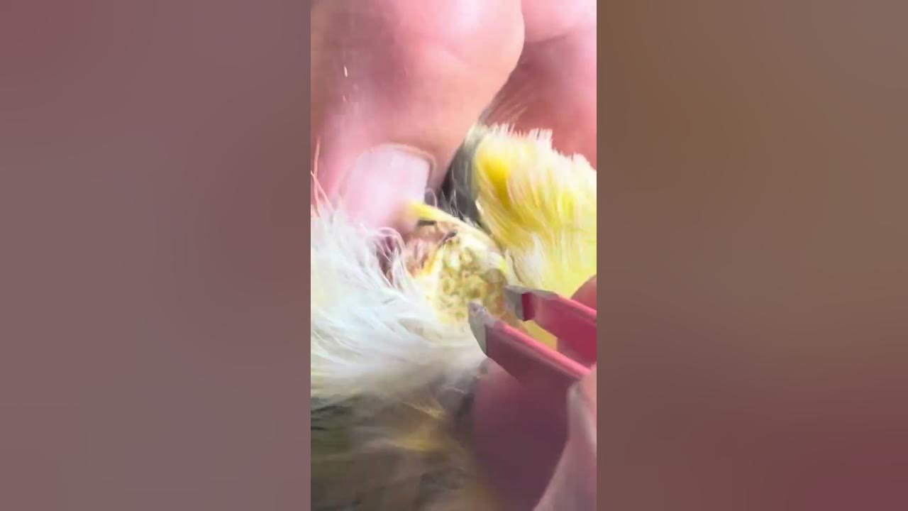 Removing a canary feather cyst (part 1) - YouTube
