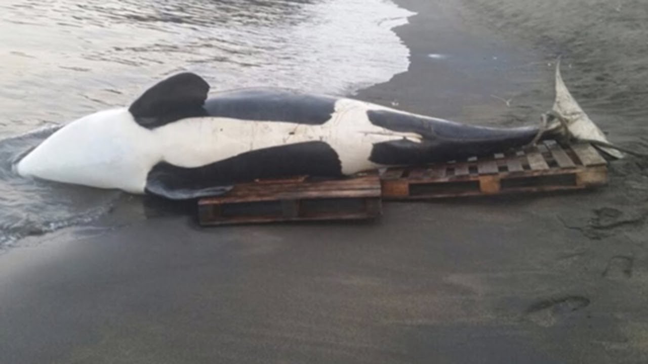 5 Things SEAWORLD Doesn't Want You To Know! - YouTube