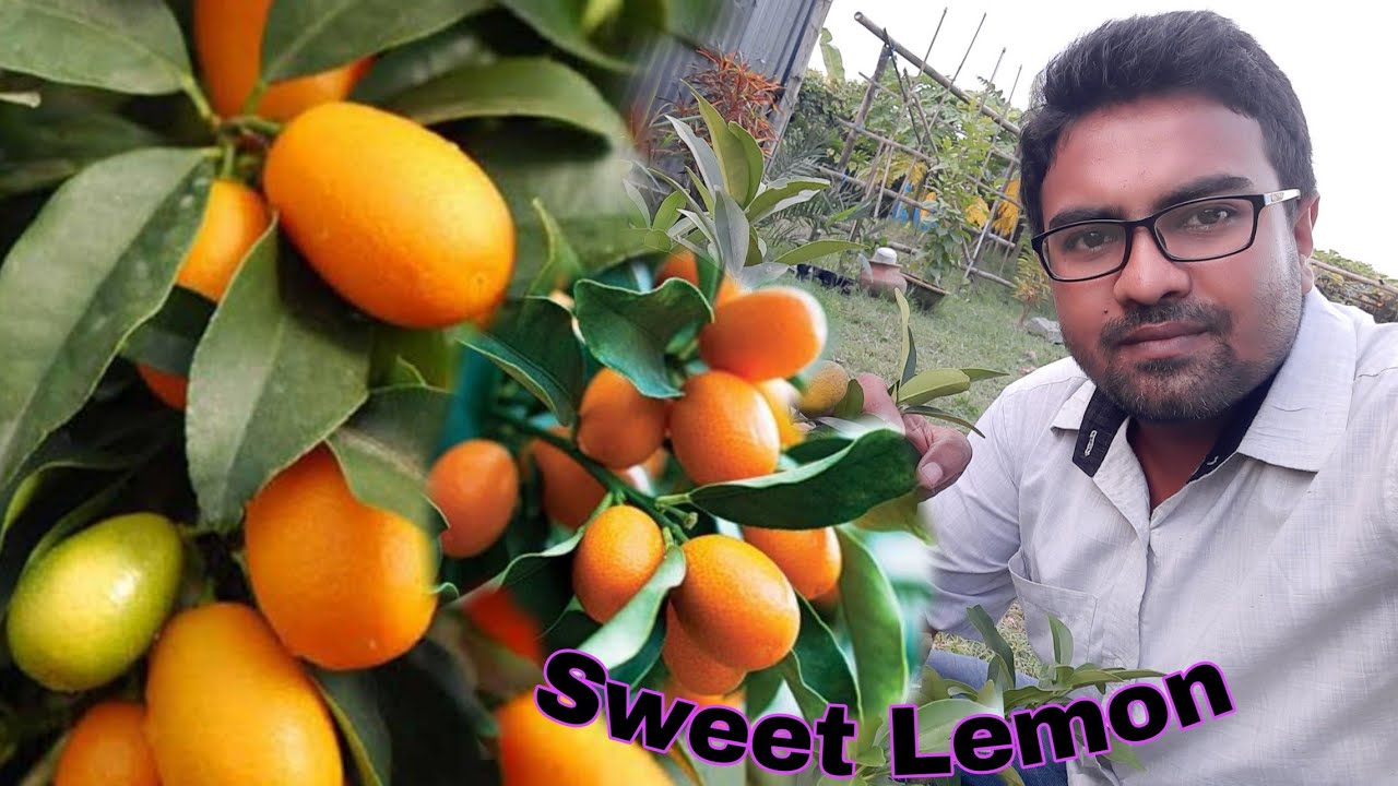 Taste of Sweet lemon|Sweet Lemon|@moonlightassam2951 - YouTube