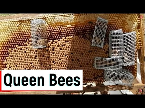 Ana arı yüzüklerini korumaya aldım.  ana arı üretme. Queen Bees Hatching.