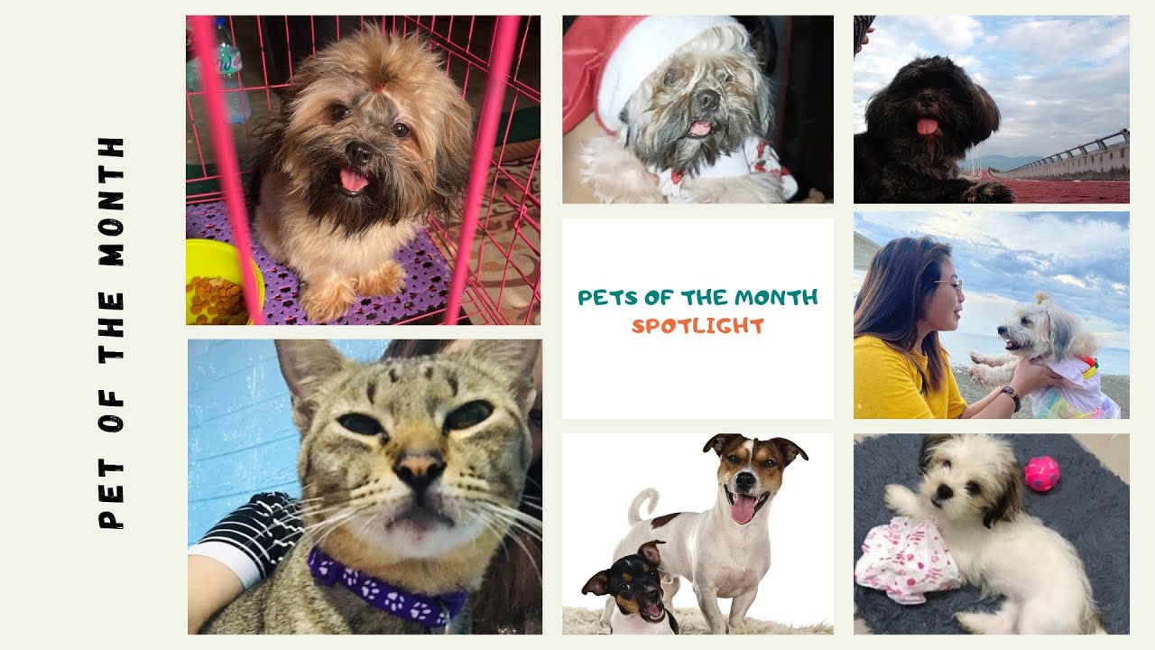 🐾📍 Pets of the Month Spotlight! 📍🐾 - YouTube