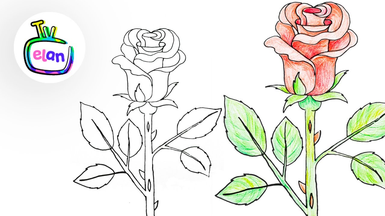 Jak nakreslit růži | How to draw a rose🌹 - YouTube