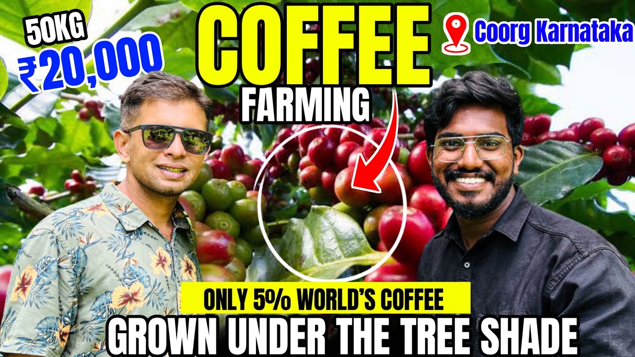 Coffee Forest 🌳 🔥A-Z Details | Coorg Coffee Farming ☕️🫒| कॉफी की खेती ...
