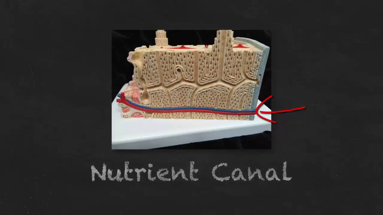 Compact Bone Model Review - YouTube