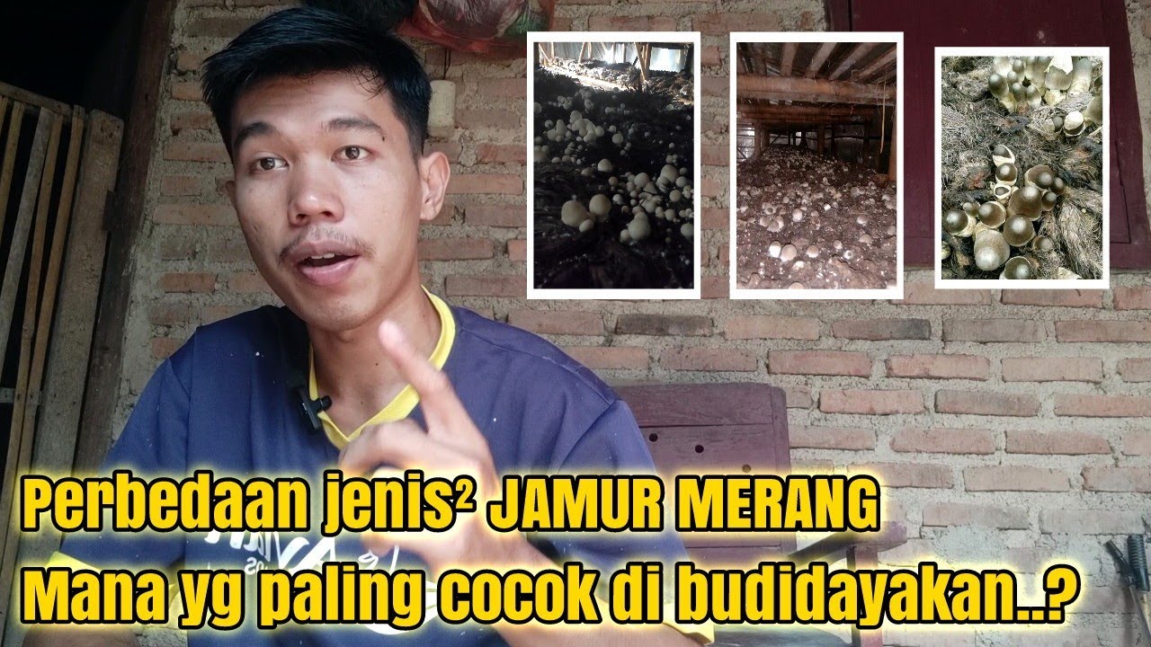 Cara membedakan jenis jamur merang putih,semi & hitam - YouTube