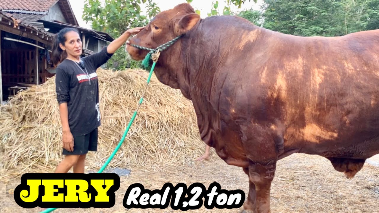 SAPI MONSTER RAKSASA YANG SANGAT BESAR 1,2 Ton - YouTube