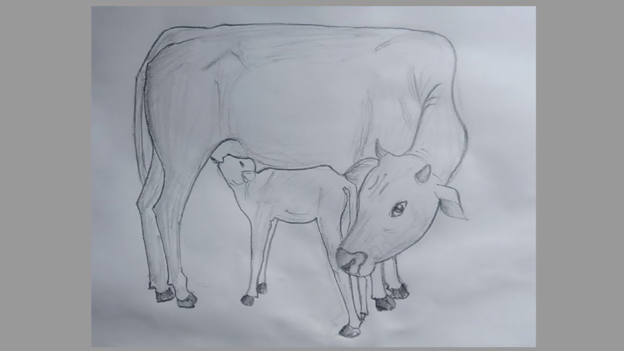 How to draw cow love calf relationship // easy steps for beginners ...