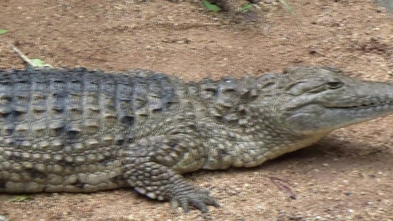 Rainforest Station Crocs & Koalas - YouTube