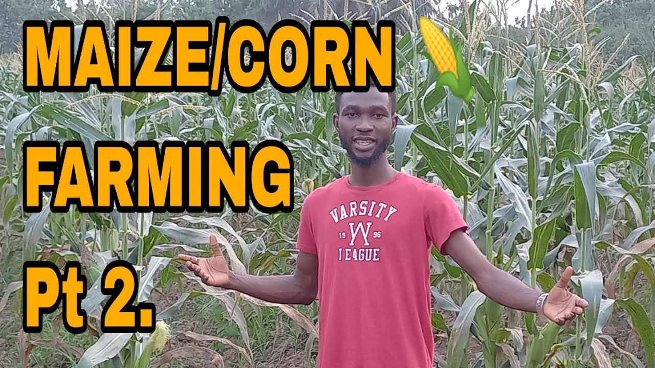 Maize/Corn Farming Pt 2 - YouTube