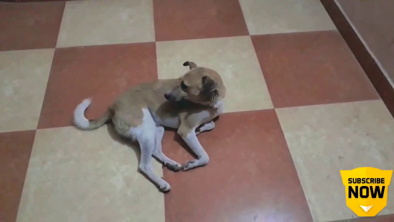 MAX CUTE DOG. - YouTube