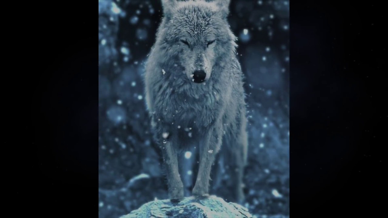 BTS ff ft Blackpink [The Winter Wolf Trailer] - YouTube