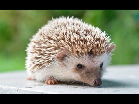 Tipos de roedores - YouTube