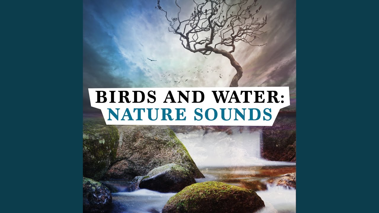 Trickle Through the Forest - YouTube Music