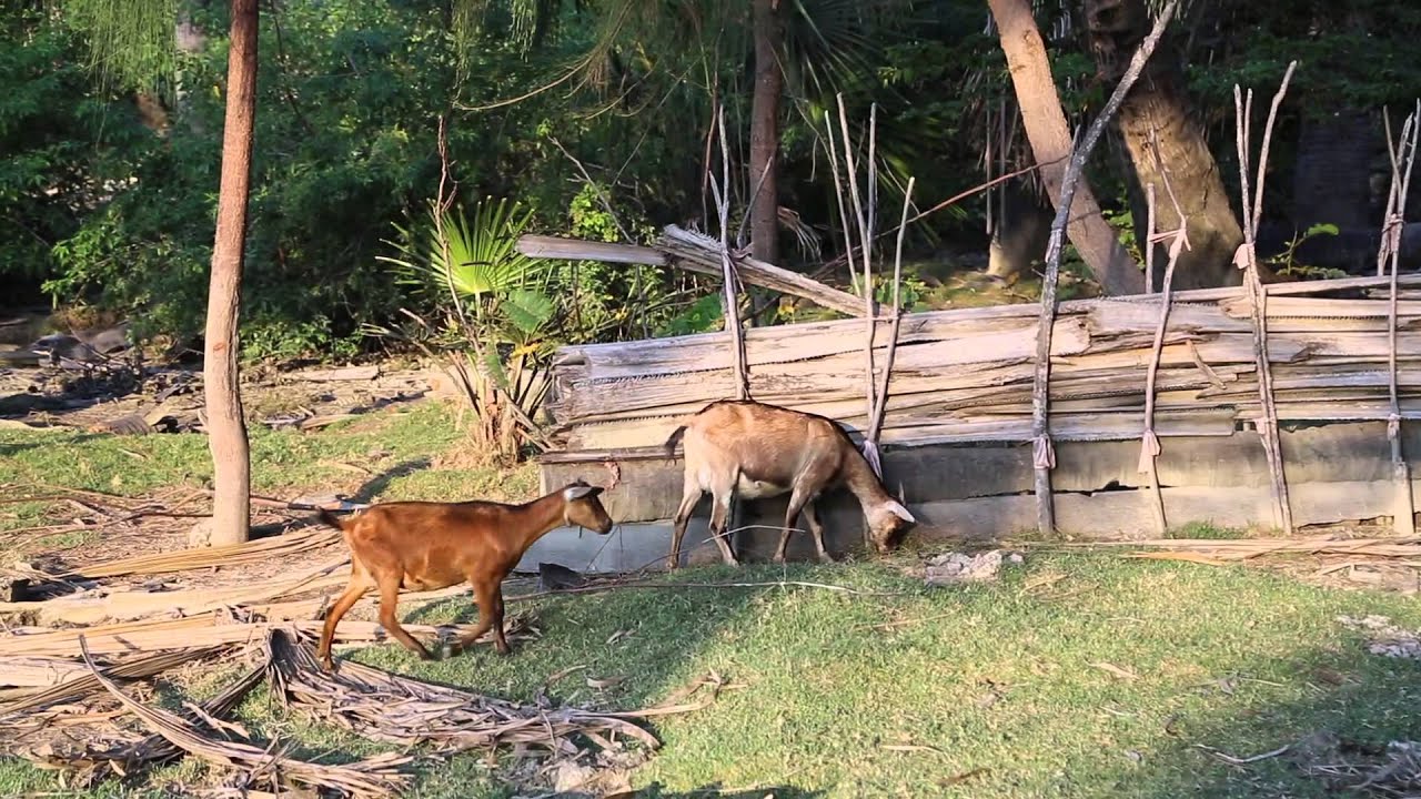 Timor Leste Village traditionnel / East Timor Traditional village - YouTube