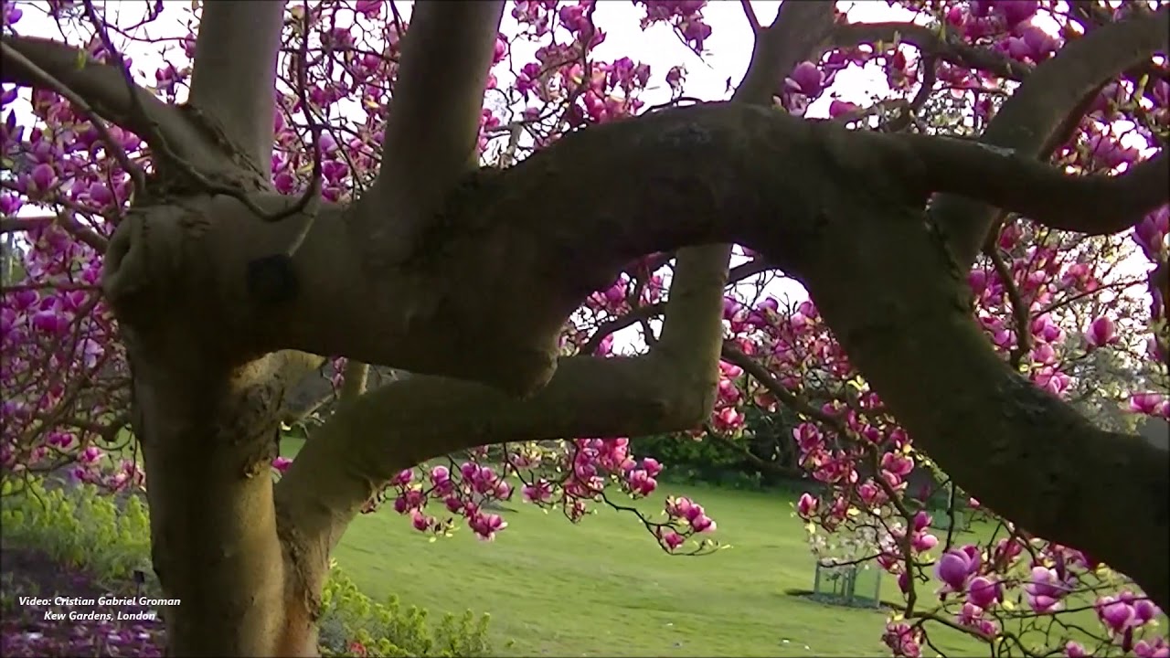 Spring at Kew Gardens, London. Beautiful Flowers and Trees at Kew ...