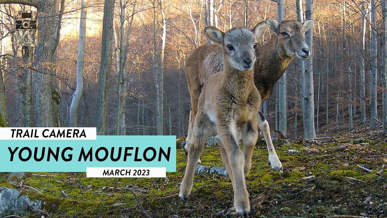 Young European Mouflon / Ovis musimon /on Trail Camera - Považský ...