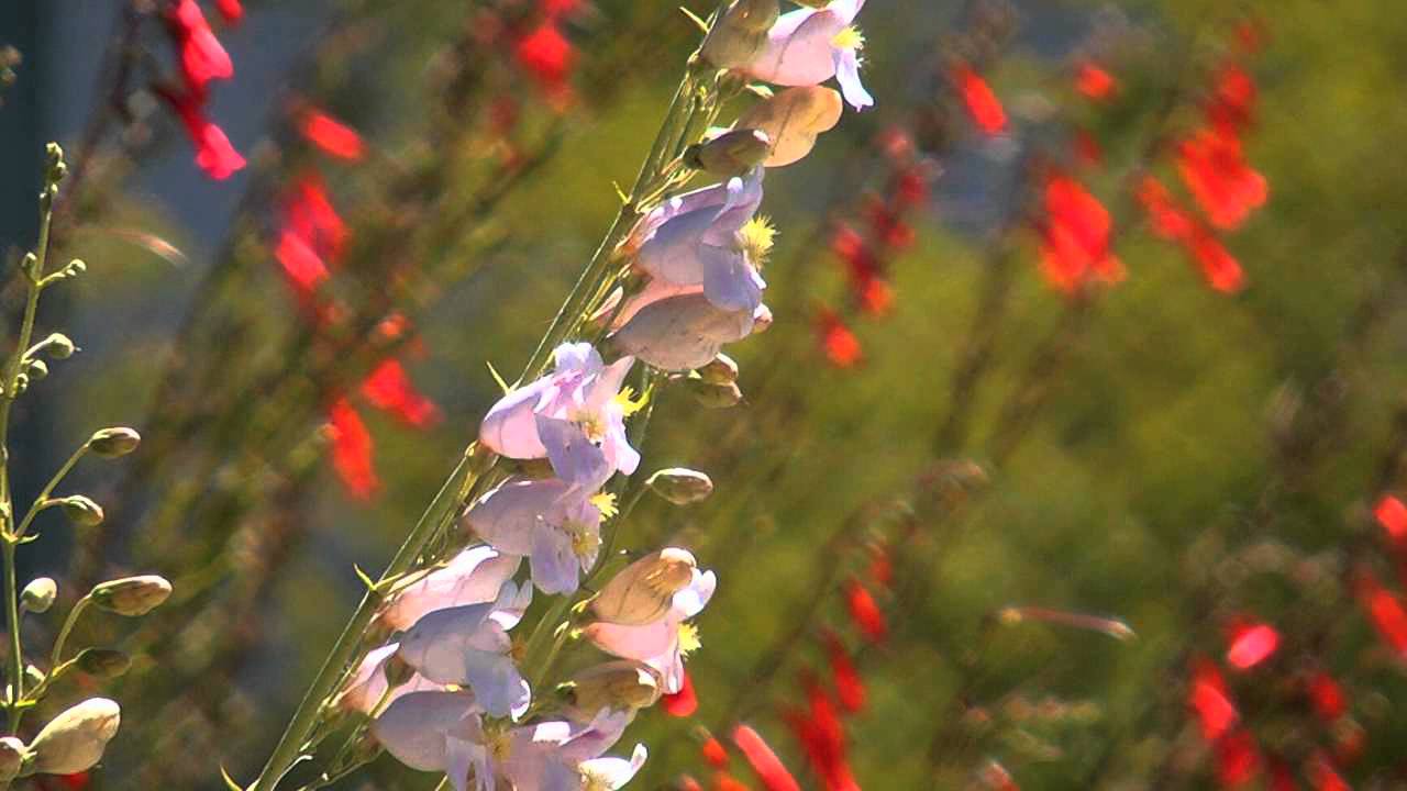 Zion - Sacred Spirit - Dawa - YouTube