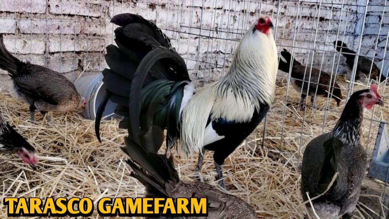 Grey Hatch Butcher - TARASCO FARM - YouTube