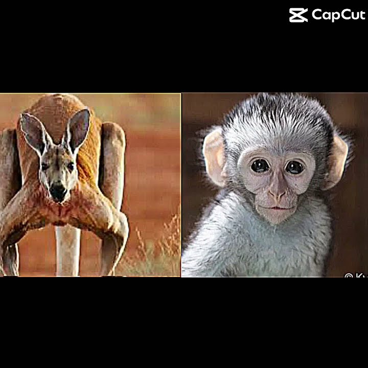 Kangaroo vs cute monkey - YouTube
