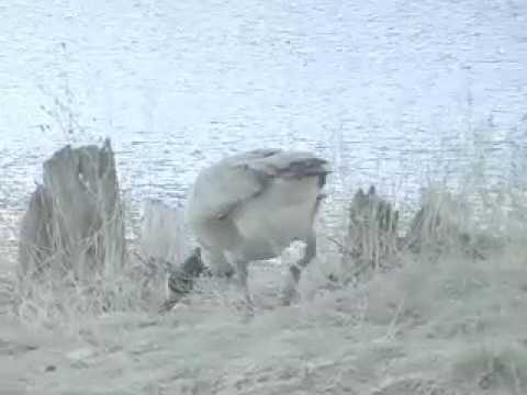 Drunk Goose - YouTube