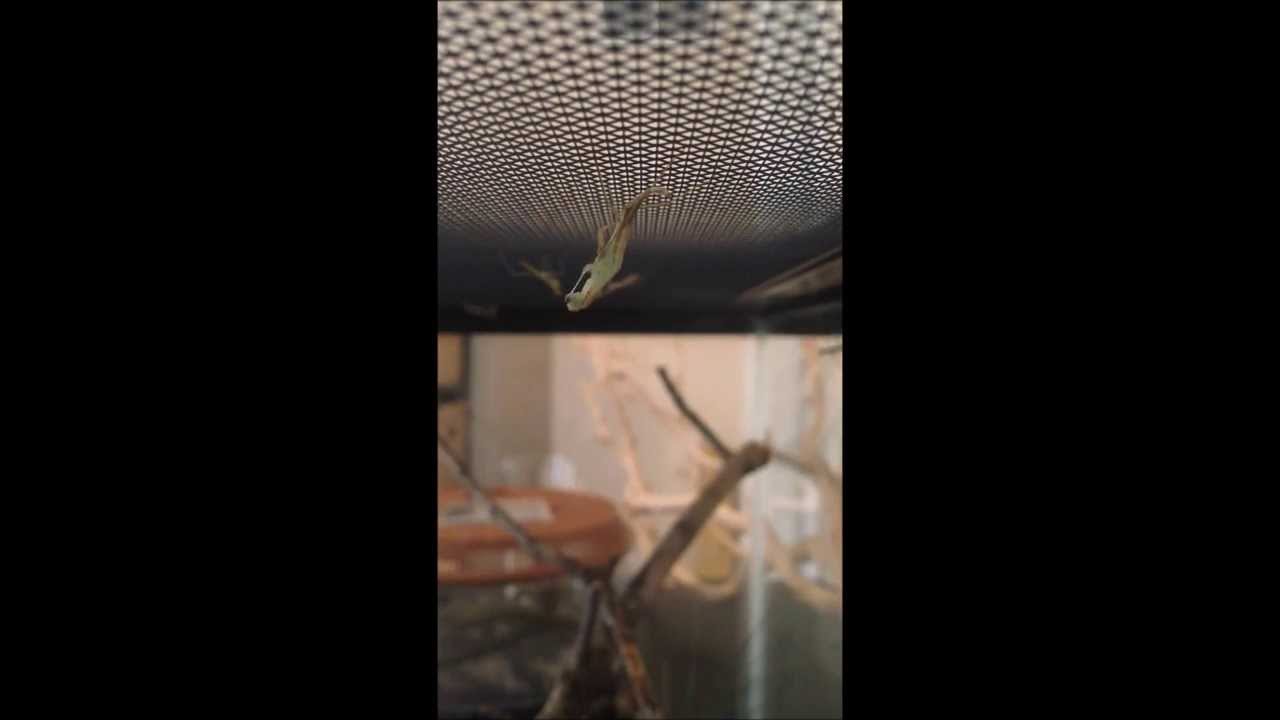 Praying Mantis Molting - YouTube