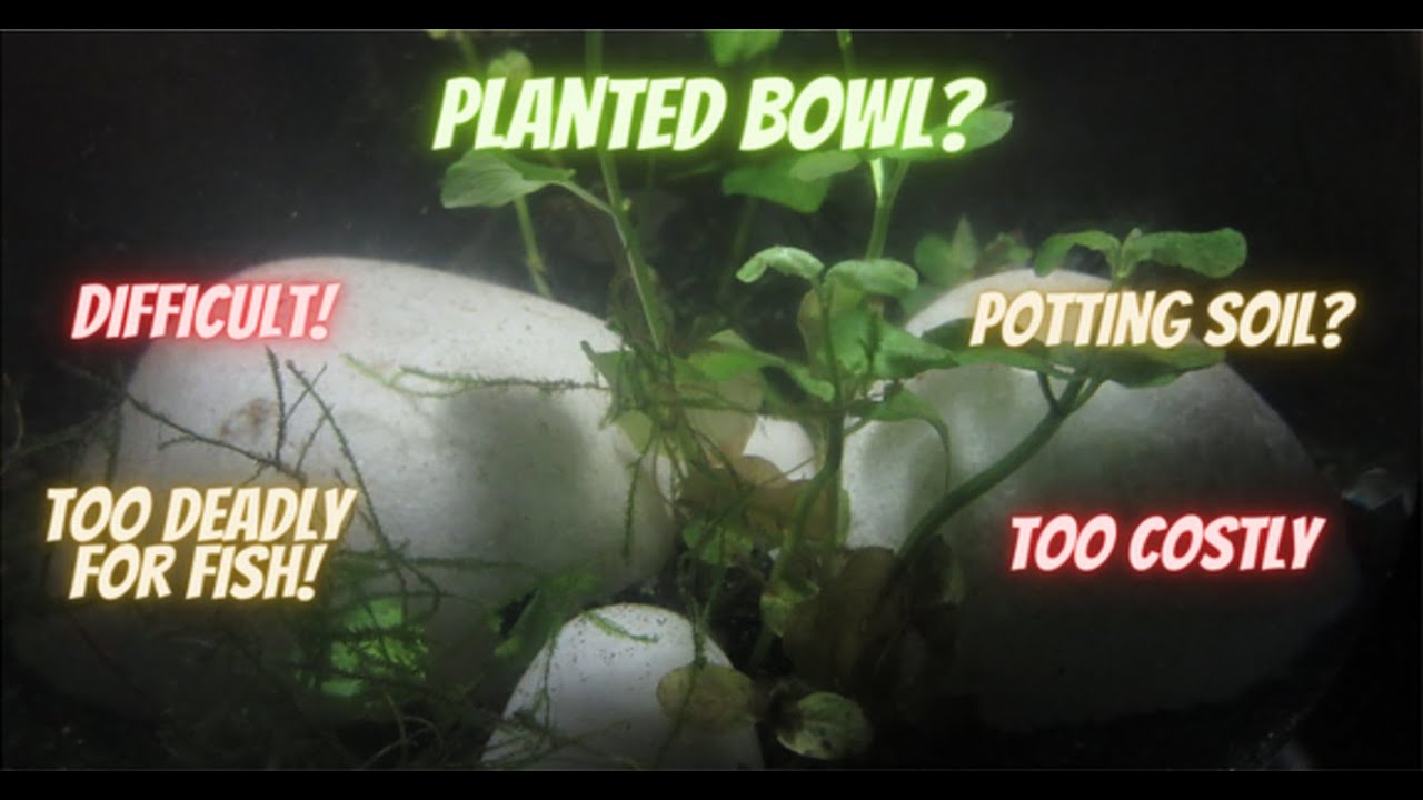 Low budget 3 litre bowl aquarium | Walstad Method - YouTube