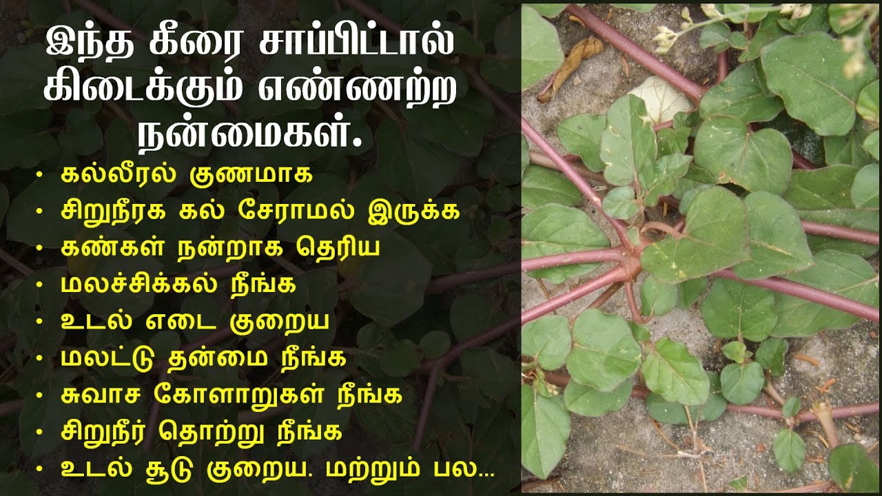 ஒரு கீரை பல நோய்களை குணப்படுத்தும் | Mookirattai keerai health benefits ...