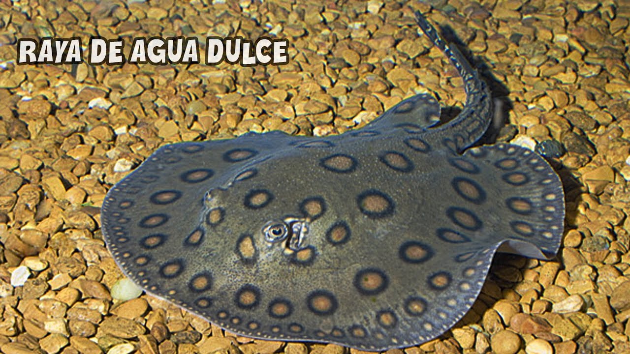 RAYA DE AGUA DULCE | Cuidados y Alimentación | MANTARRAYA ...