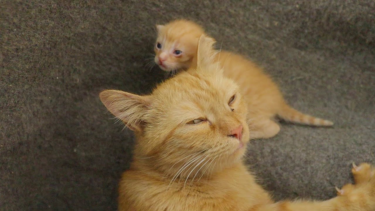 Tiny Orphan Kitten Clings to Life with Help of Foster Mom | POOR KITTEN Nursed by Foster Mom Cat ...