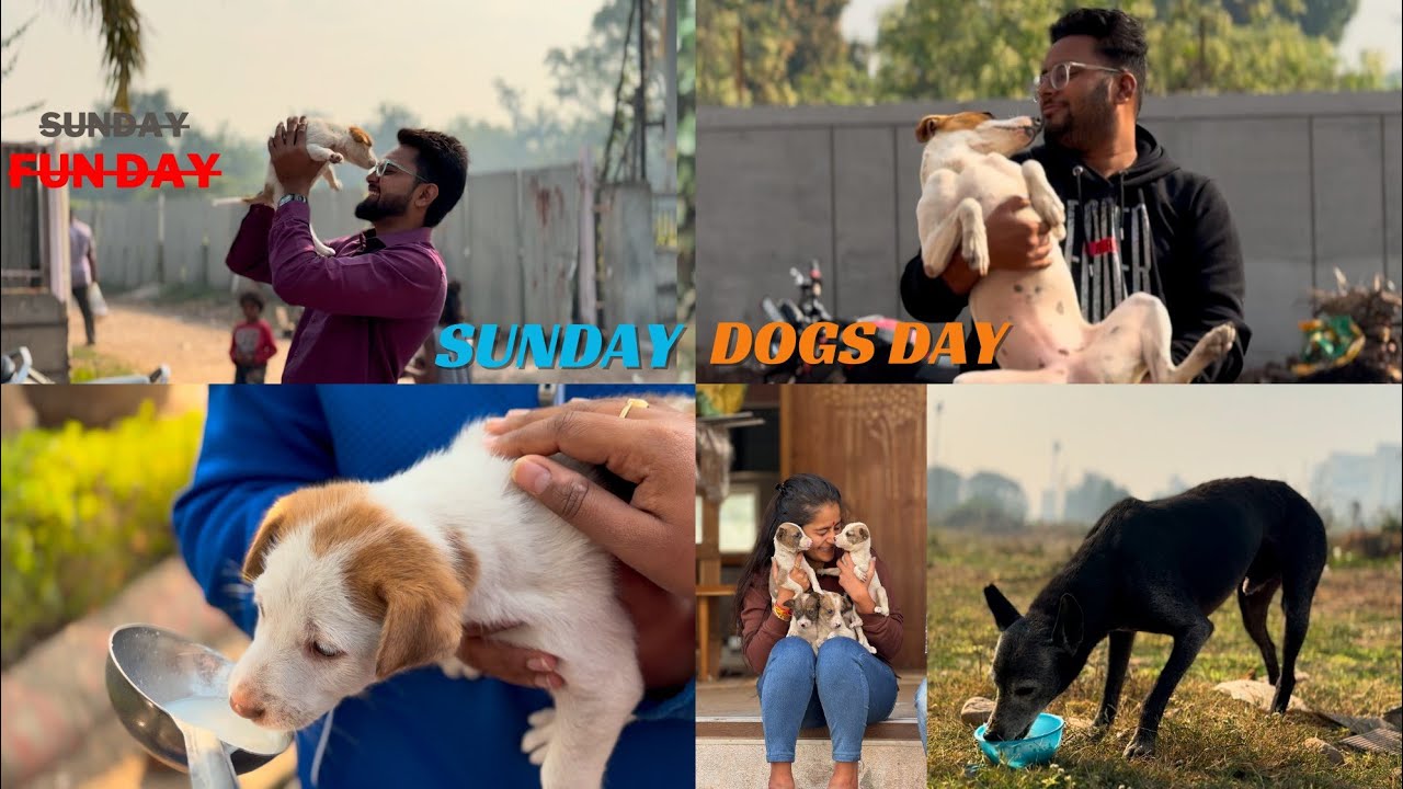 Sunday Funday Sunday Dogs Day 😍 - YouTube