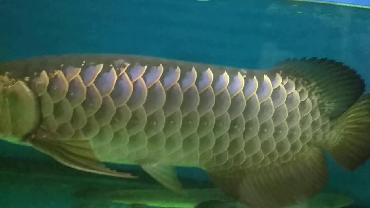 Electric blue Arowana - YouTube
