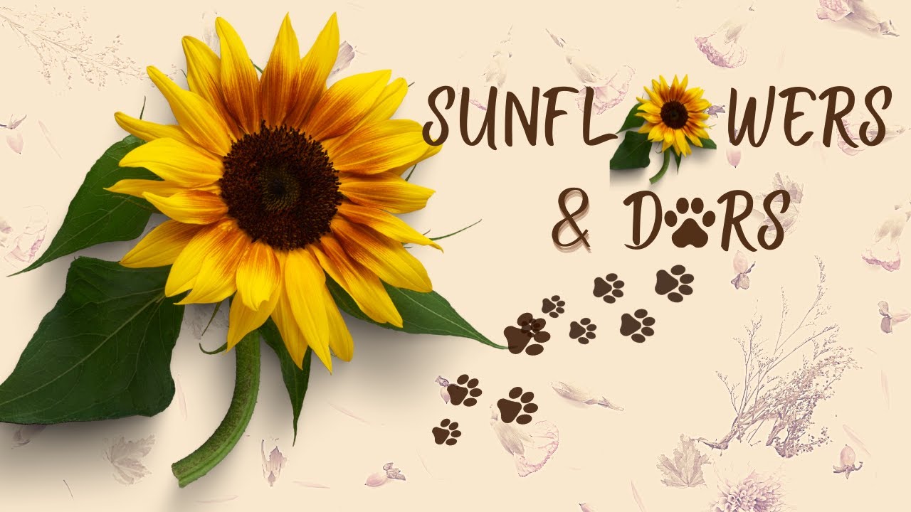 Creating a page layout ideas book Episode 25 - YouTube