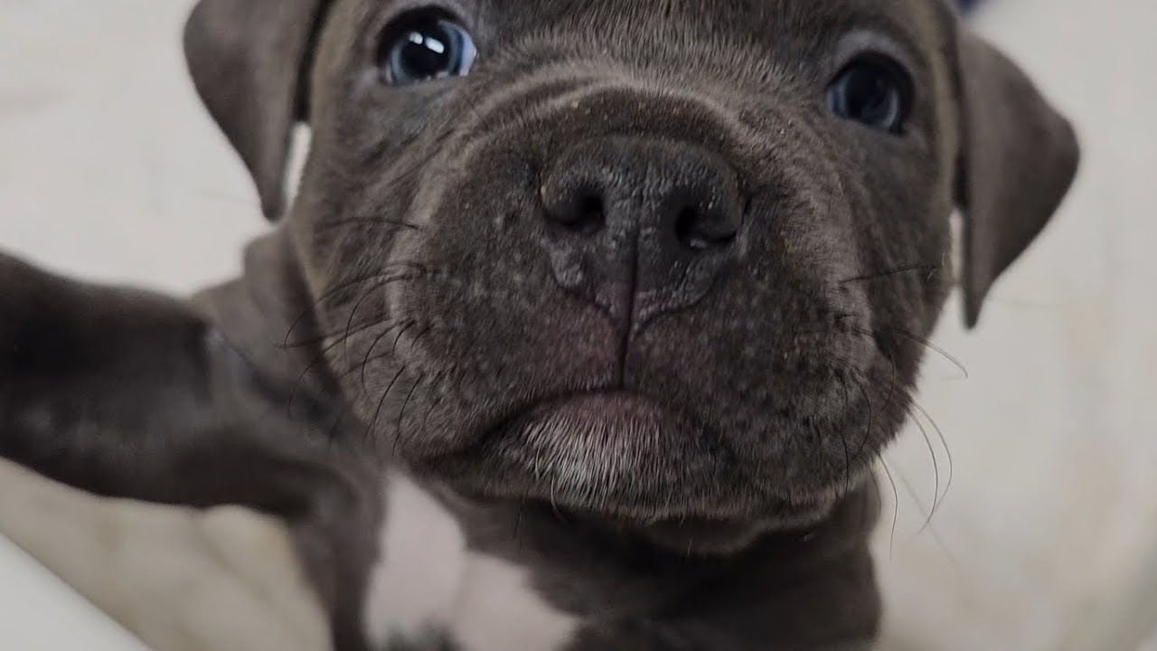 Beautiful ABKC Standard American Bully Puppies ️ @StrongBornBullies ...