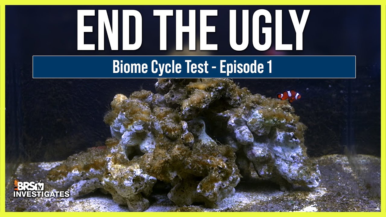 Ep: 1 How to Avoid the Ugly Stage? BRStv Investigates the Biome Cycle ...