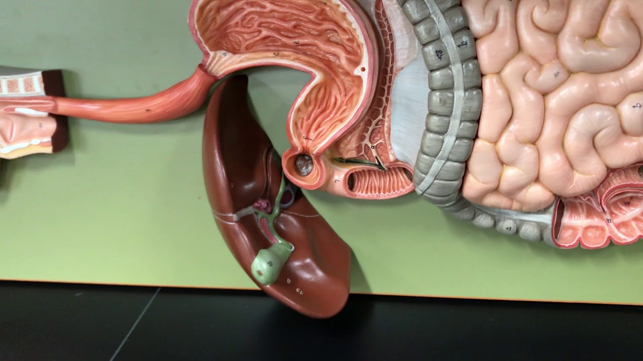 The gross anatomy of the gallbladder and bile ducts - YouTube