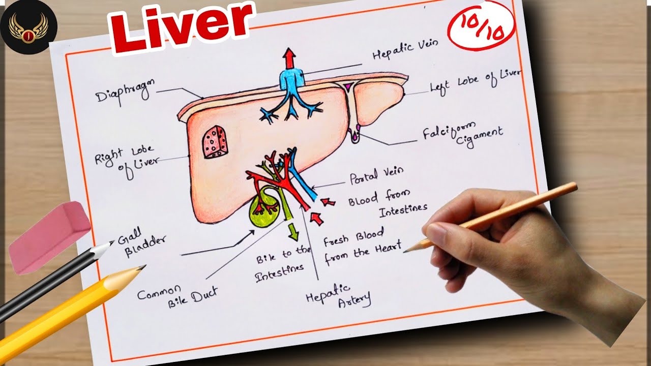 How to draw "Liver" Diagram step by step for beginners || Human Liver ...