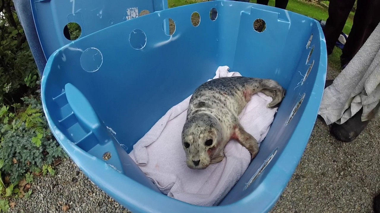 Mountainaire Avian Rescue Society (MARS) - YouTube