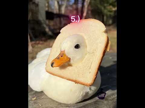 Witch duck are you? 