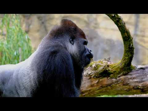 goril videosu - çocuklar için hayvan videoları - hayvanları tanıyalım