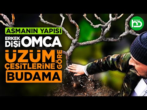 Erkek Omca - Dişi Omca, Üzüm Çeşitlerine Göre Budama, Asmanın Yapısı (üzümbağı/14)